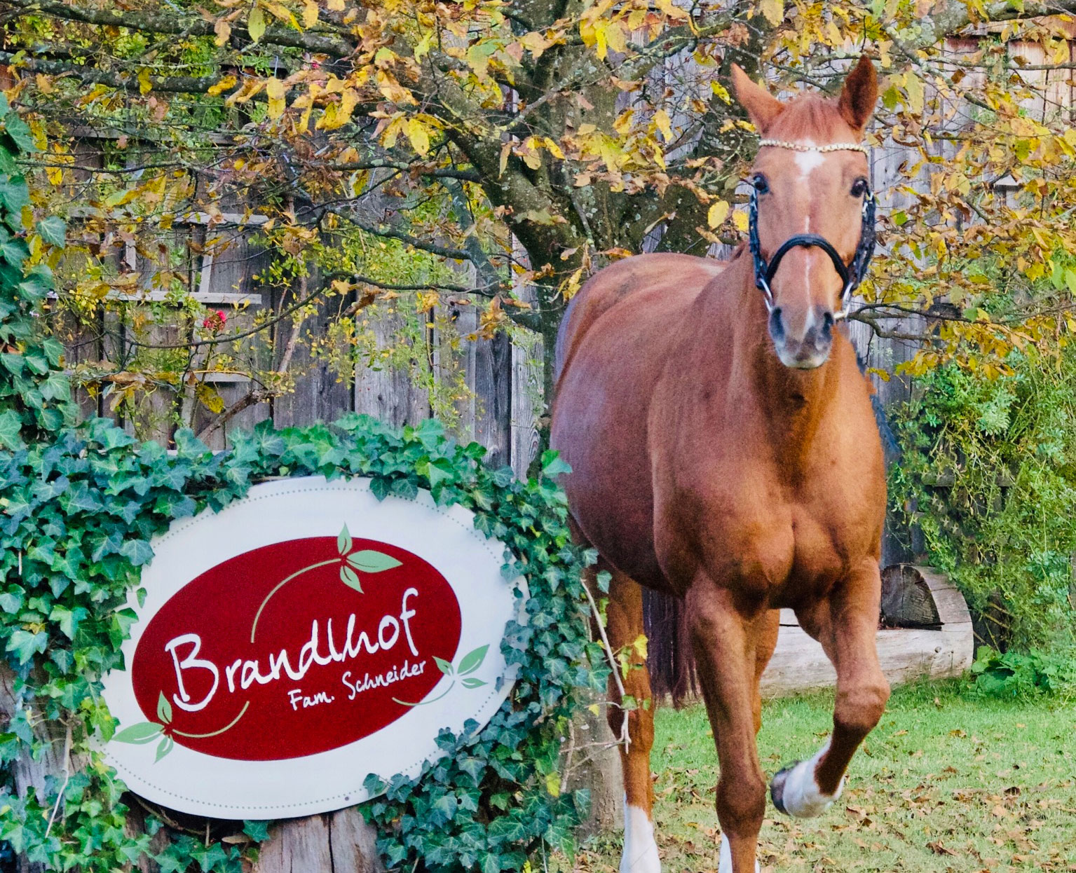 Veranstaltungen 2024 - Reitschule Straßlach